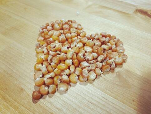 Otto File Orange Polenta Italian Heirloom Flint Corn Eight Row ...