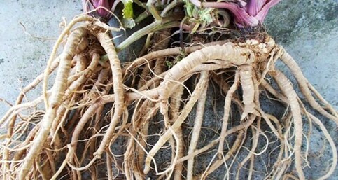 Akar Purwaceng purwoceng Antanan Gunung Pimpinella Pruatjan Root on ...