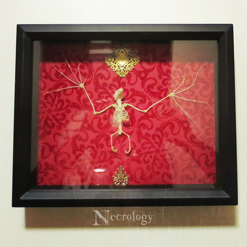Bat Skeleton Mount, Red Velvet Shadow Box, Oddity, Curiosity on Storenvy