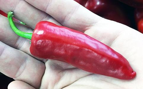 Maras Biber Heirloom Pepper Premium Seed Packet + More on Storenvy